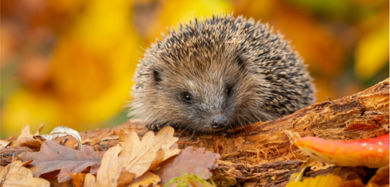 Autumn Garden Wildlife | Nature Valley