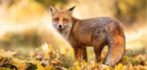 Autumn Garden Animals: Wildlife Wonders | Nature Valley