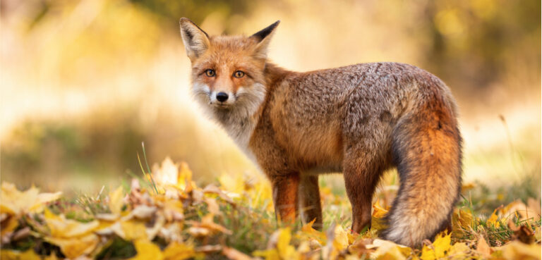 Autumn Garden Wildlife | Nature Valley