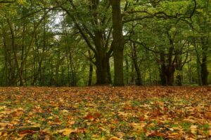 London Day Hikes: Coastal, Forest, and Mountain Trails | Nature Valley